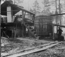 Turpentine, it’s hard and dangerous work as the photographs reveal ...