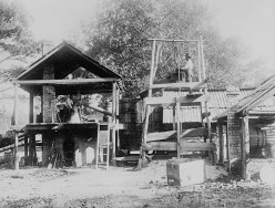 Turpentine, it’s hard and dangerous work as the photographs reveal ...